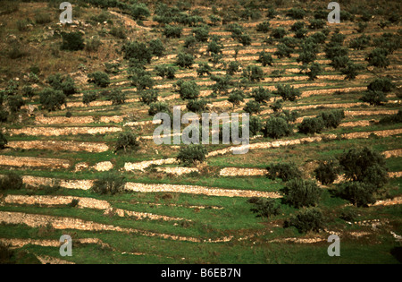 Spain terraced terraces olive grove orchard huerto garden farming Stock ...