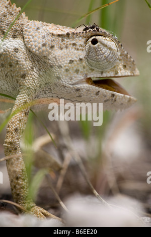 The portrait of a Flap-necked Chameleon details the turret eye with ...