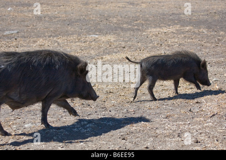 Wild pig on the Big Island of Hawaii Stock Photo - Alamy