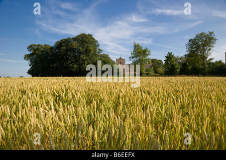 COUNTRY CHURCH AND WHEAT FIELD NR WOOLASTON GLOUCESTERSHIRE UK Stock ...