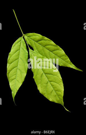 Ash Leaf cut out Stock Photo - Alamy