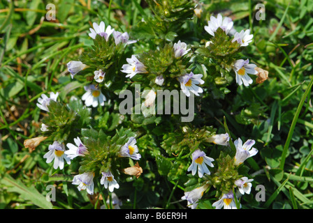 Common Eyebright, Euphrasia nemorosa in flower, limestone grassland ...