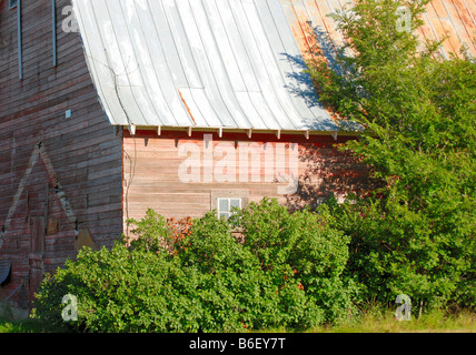 Old Barn with faded red paint and rusty roof Stock Photo - Alamy