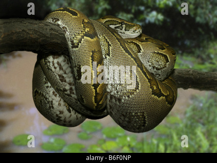 Burmese python, Indian python (Python molurus), rolled-up, Sri Lanka ...