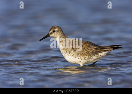 Red Knot, Calidris canutus, in flight, Norfolk, UK Stock Photo - Alamy