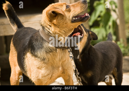 Dogs play outside. Two dogs are friends. Animals run on asphalt. Pets ...