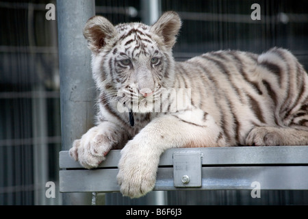 Royal White Bengal Tiger Cub Portrait Head Shot Stock Photo - Alamy