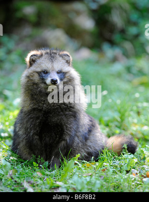 raccoon dog Enok Nyctereutes procyonoides canids predators spring ...
