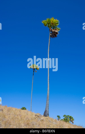 Palmyra palm, toddy palm, or Borassus flabellifer leaves are used for ...