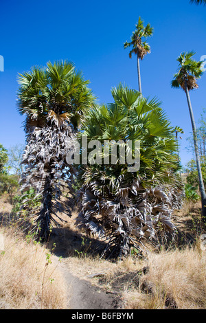 Buri Palm or Gebang Palm (Corypha utan), Komodo National Park, Komodo ...