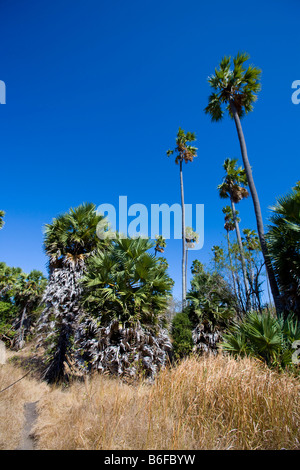 Buri Palm or Gebang Palm (Corypha utan), Komodo National Park, Komodo ...