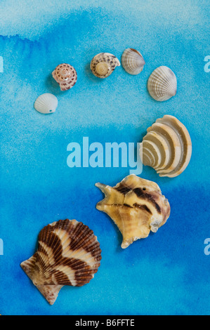 background with colorful sea shells of mollusks, close up Stock Photo - Alamy