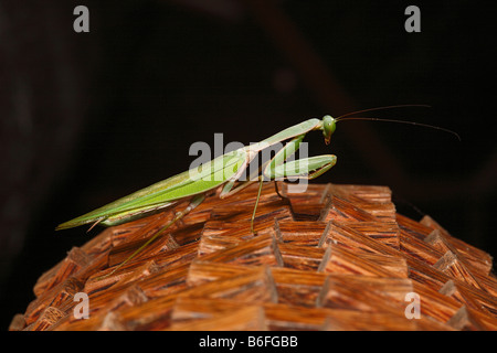 Praying Mantis (Mantodea), Samboja, East Kalimantan, Borneo, Indonesia ...