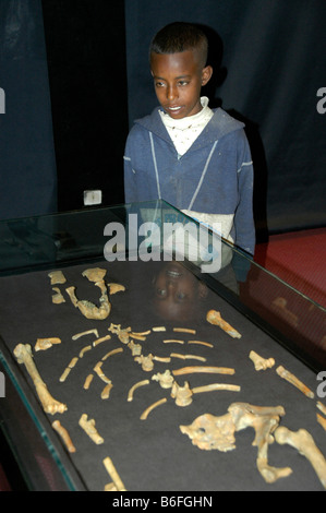 Australopithecus Afarensis Inside Museum of Anthropology in Mexico City ...