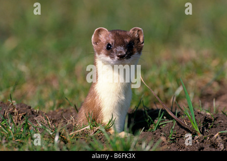 Ermine, Stoat, Short-tailed weasel (Mustela erminea), running with prey ...