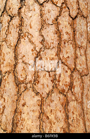 Frame-filling image of the pine trees at Santon Warren, a woodland ...