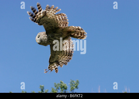 Ural owl (Strix uralensis) flying between the bushes after catching a ...