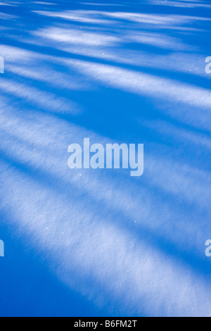 blue shadows of trees cast in the snow Stock Photo - Alamy