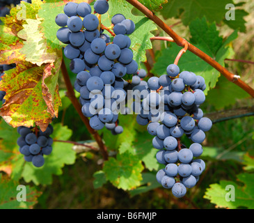 Close-up of blue grapes growing on tree Stock Photo - Alamy