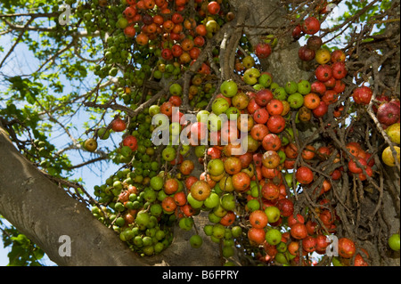 Sycamore Fig Tree, Mulberry Fig, Pharoah Fig (Ficus sycomorus), fruit ...