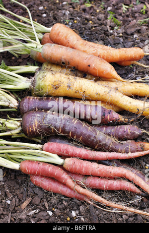 CARROTS SAMURAI RED MAESTRO F1 PURPLE HAZE F1 AND YELLOWSTONE Stock ...