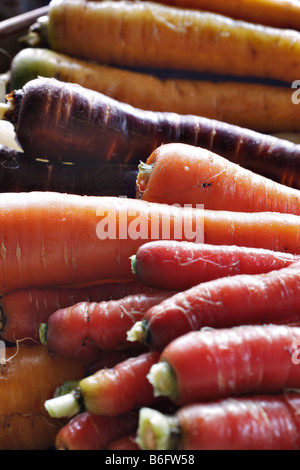 Purple Carrots with Orange Varieties Stock Photo - Alamy