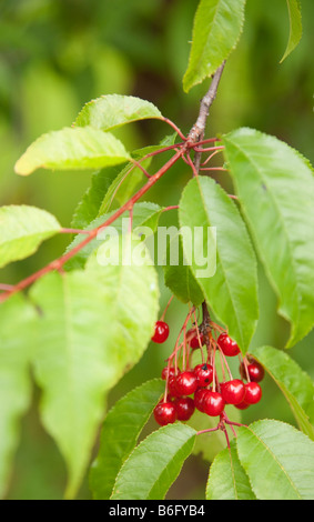 Ripe cherry berries and cherry leaf colourful bright pattern on pink ...