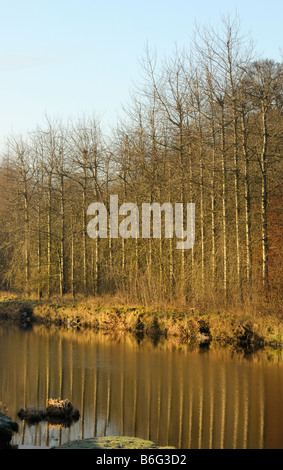 Trees and sky reflected in the water of a lake, France, Vosges ...