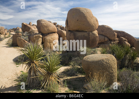 Mojave yucca Yucca schidigera Joshua Tree National Park California USA ...