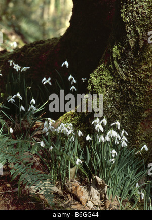 growing snowdrops in spring in park Stock Photo - Alamy