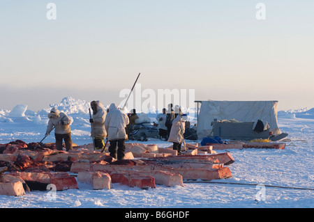 Maktak, or muktuk, bowhead whale blubber and skin from the fin or Stock ...