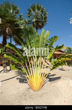 Brazilian Banana Tree and a blue sky Stock Photo - Alamy