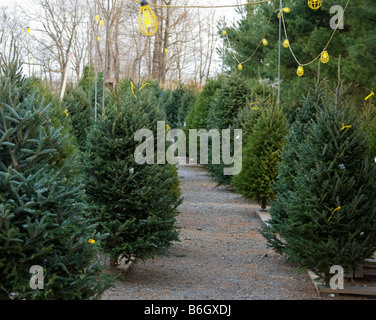 Variety of Christmas trees on display Stock Photo - Alamy