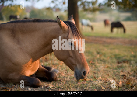 Horses resting at Proud Spirit Horse Rescue Arkansas Stock Photo - Alamy