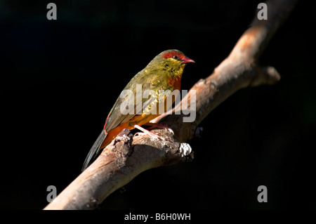 Zebra Waxbill Finch 'Amandava subflava', male Stock Photo - Alamy