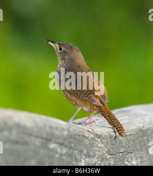 The house wren - Troglodytes aedon Stock Photo - Alamy