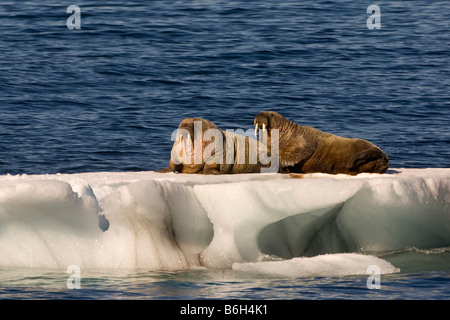 walrus (Odobenus rosmarus), couple in shallow water, portraits, Norway ...