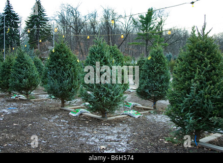 Christmas trees on display Stock Photo - Alamy