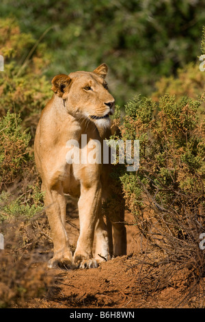 Lion in National park of Kenya, Africa Stock Photo - Alamy