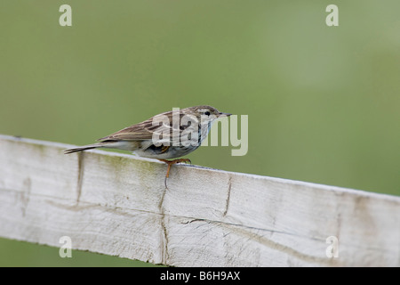 Rock Pipit - Anthus petrosus - Motacillidae- adult bird standing on a ...