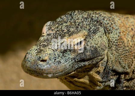 Close Shot of a Komodo Dragon (Varanus Komodoensis) with Drooling Mouth ...
