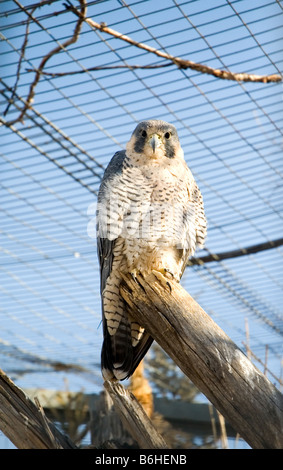 Falcon in captivity Stock Photo - Alamy