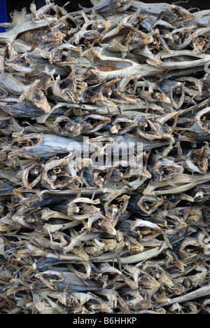 stockfish of the Lofoten Stock Photo - Alamy