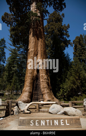 Sentinel Tree, a Giant Sequoia, Sequoiadendron giganteum, outside the Giant Forest Museum in ...