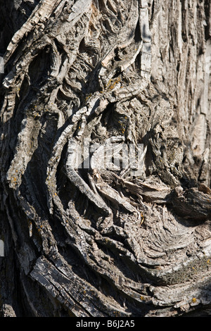 Close up of a tree bark structure high resolution texture Stock Photo ...