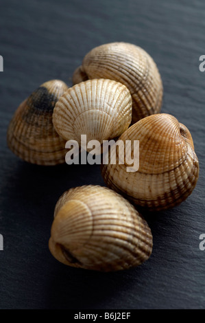 Cockle Sea Shell Stock Photo - Alamy