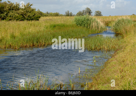 Reen Newport Wetlands National Nature Reserve Newport Wales UK Europe ...