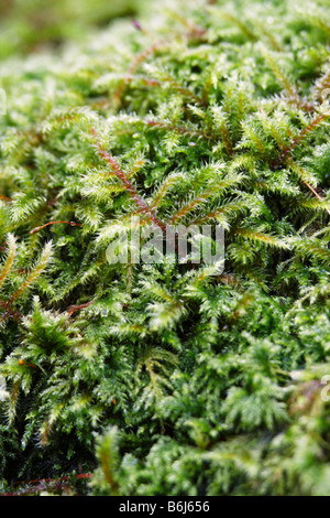 Close up of wet moss on a log with water droplets and a bokeh effect ...
