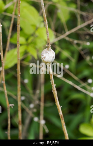 Goldenrod Gall Fly (Eurosta solidaginis) Insecta Stock Photo - Alamy