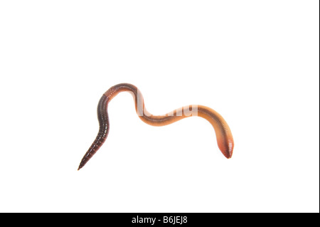 1 one big earthworm WORM wurm regenwurm on white background cutout cut ...
